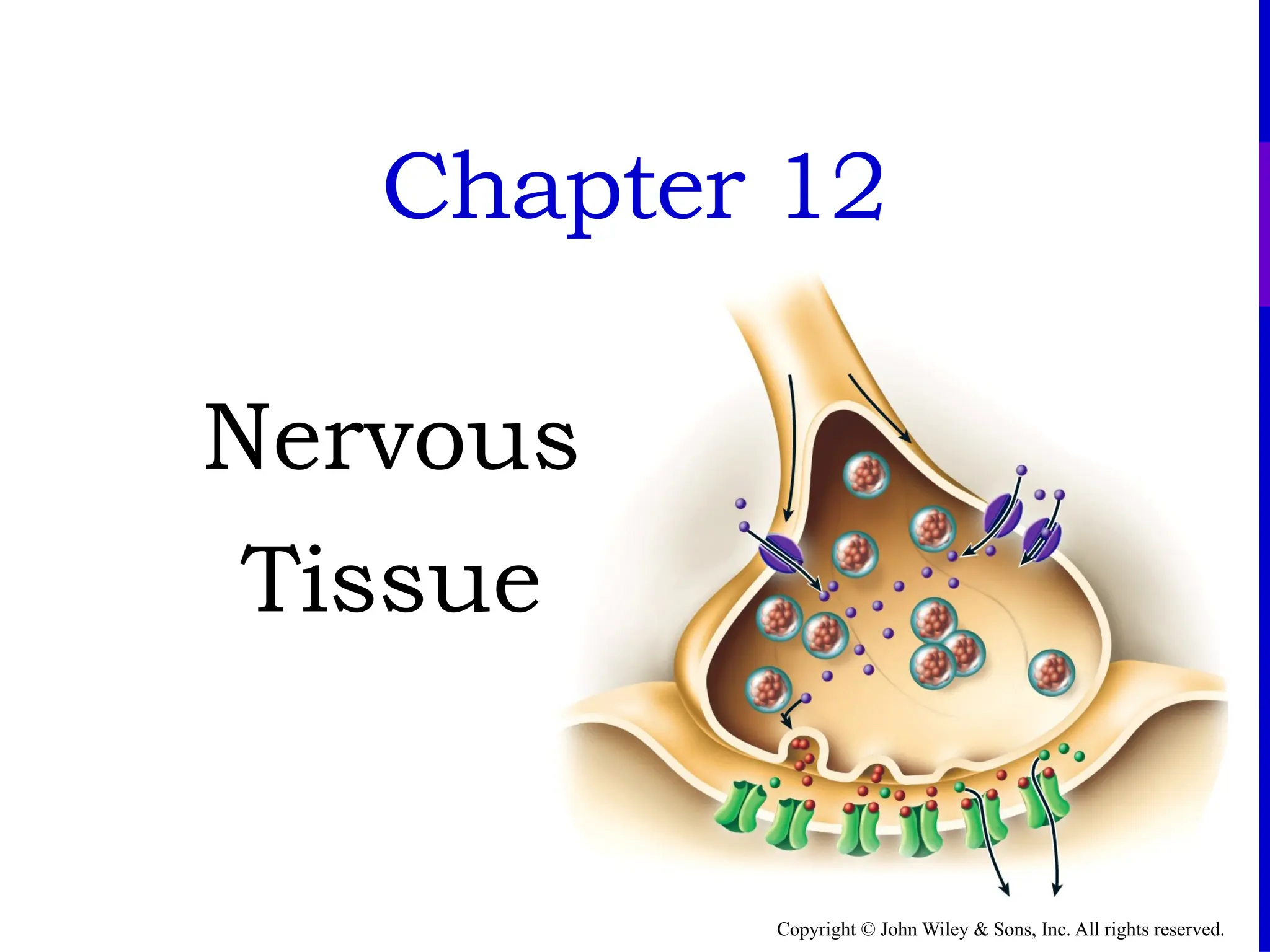Nerve Physiology and Nervous system and its main parts | PPTX