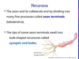 Nerve Physiology and Nervous system and its main parts | PPTX