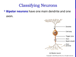 Nerve Physiology and Nervous system and its main parts | PPTX