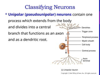 Nerve Physiology and Nervous system and its main parts | PPTX