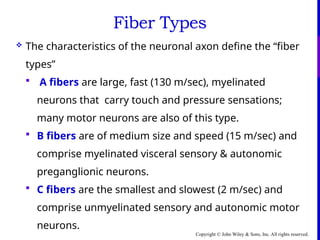 Nerve Physiology and Nervous system and its main parts | PPTX