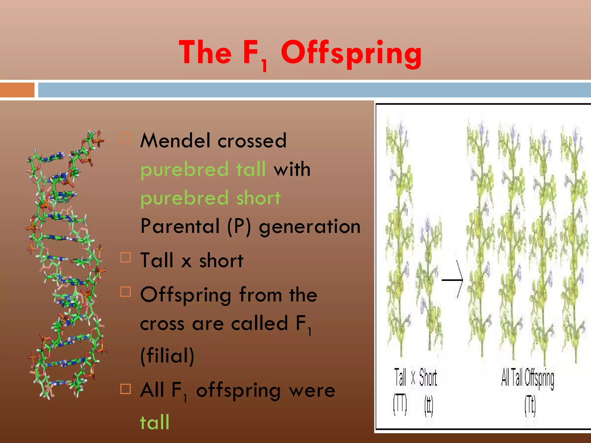 Ch.3,sec.1 mendel's work | PPT