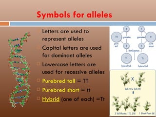 Ch.3,sec.1 mendel's work | PPT