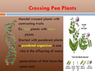 Ch.3,sec.1 mendel's work | PPT