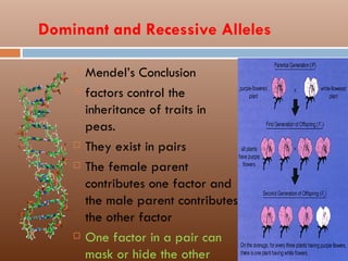 Ch.3,sec.1 mendel's work | PPT