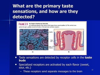 Ch. 3 sensation and perception.key | Brain and Nervous System Disorders ...