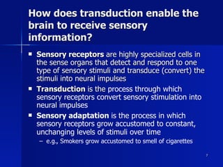 Ch. 3 sensation and perception.key | Brain and Nervous System Disorders ...