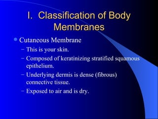 Ch. 4 Skin And Body Membranes | PPT