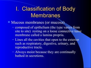 Ch. 4 Skin And Body Membranes | PPT