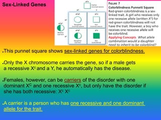Ch. 4 human inheritance and genetic disorders [new] | PPTX | Blood ...