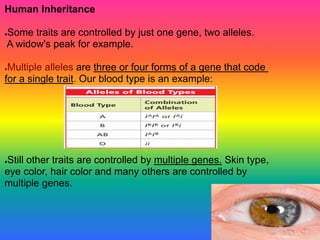 Ch. 4 human inheritance and genetic disorders [new] | PPTX | Blood ...