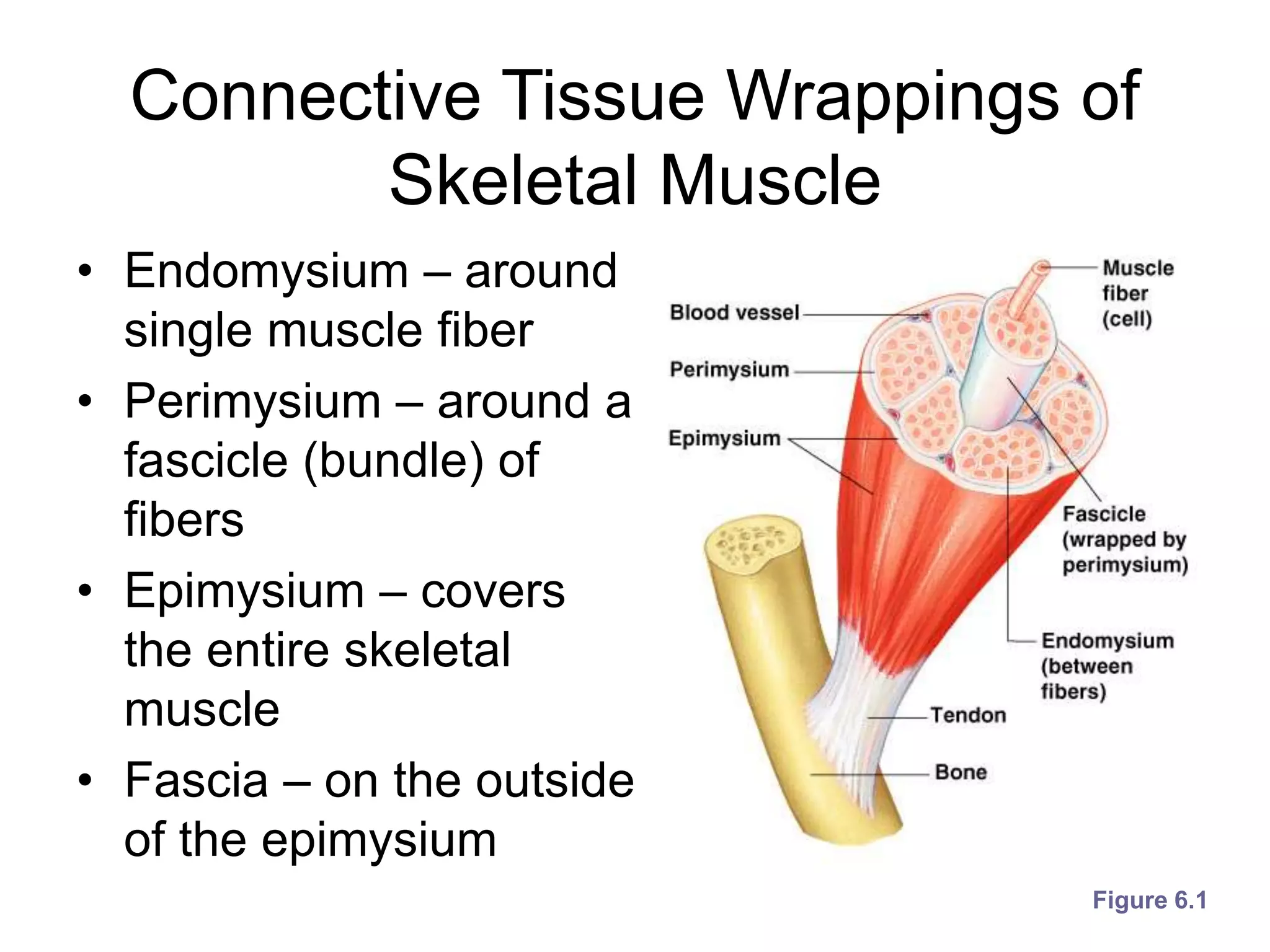 Ch 6-muscular-system | PPT