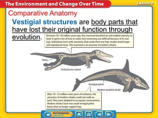Ch 6.3 evidence of evolution | PPTX