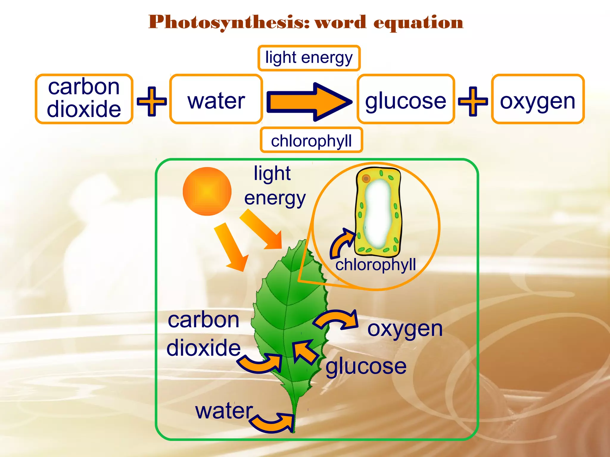 Plants Nutrition | PPT