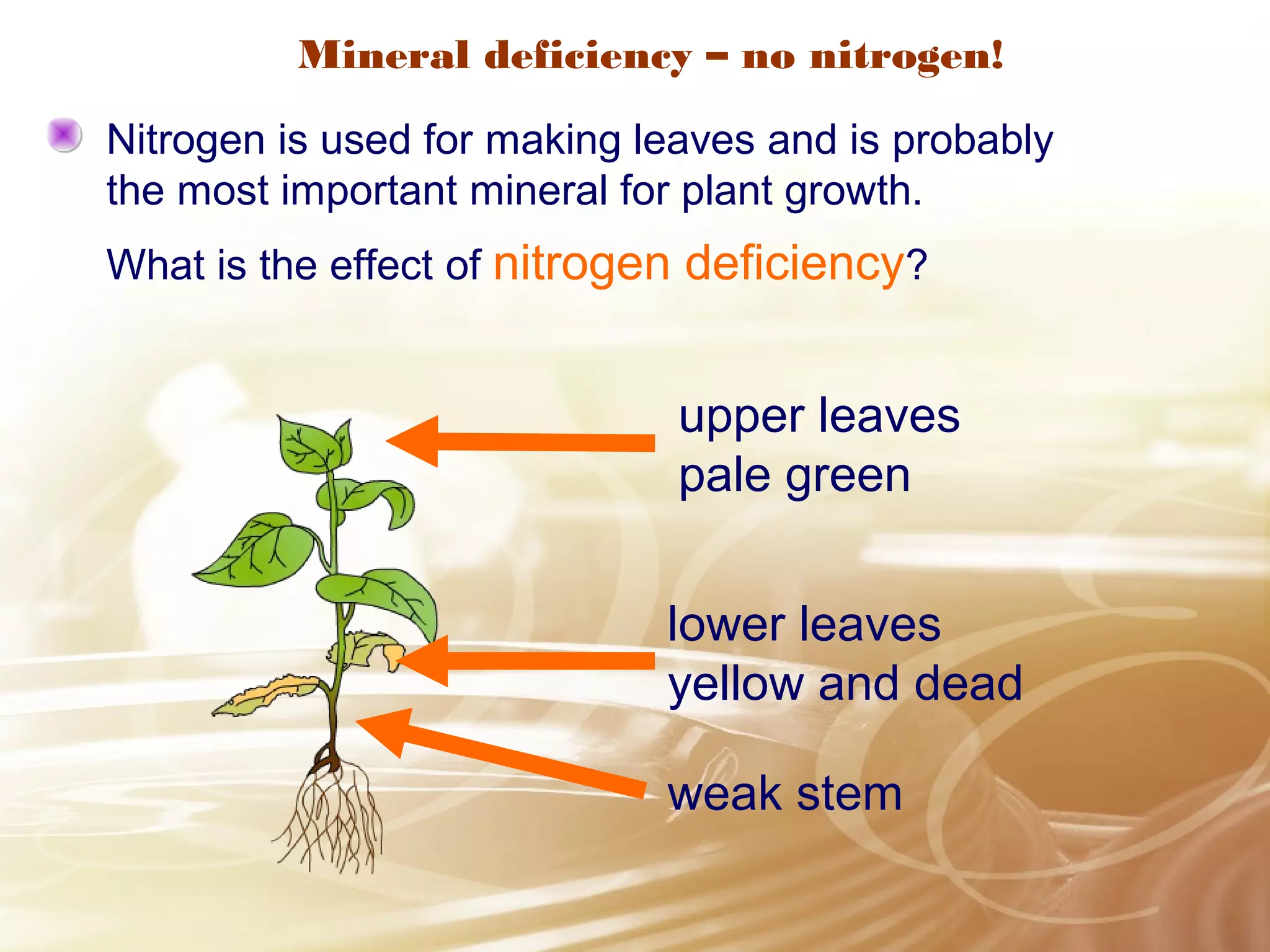 Plants Nutrition | PPT