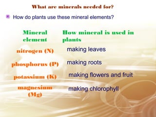 Plants Nutrition | PPT