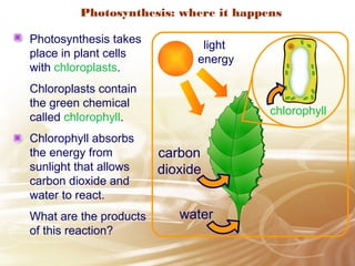 Plants Nutrition | PPT
