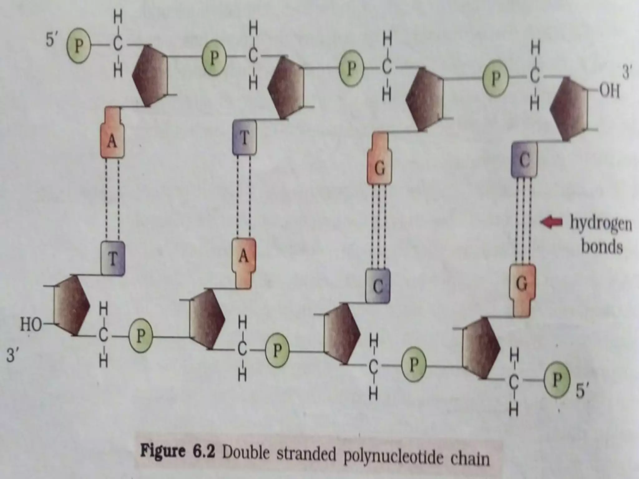 CH- 6 MOLECULAR BASIS OF INHERITANCE (1).pdf