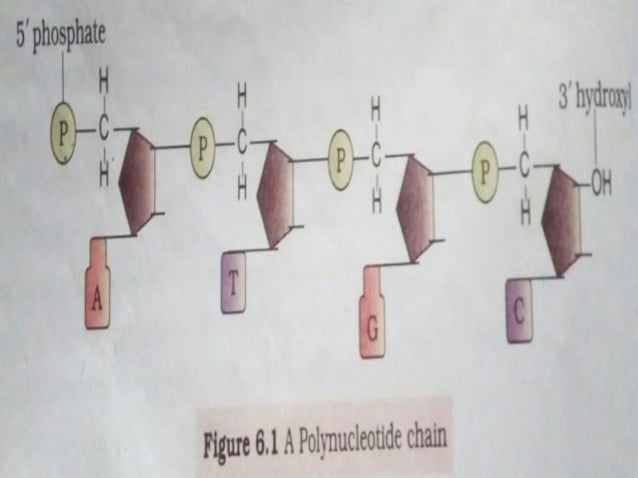 CH- 6 MOLECULAR BASIS OF INHERITANCE (1).pdf | Chemistry | Science