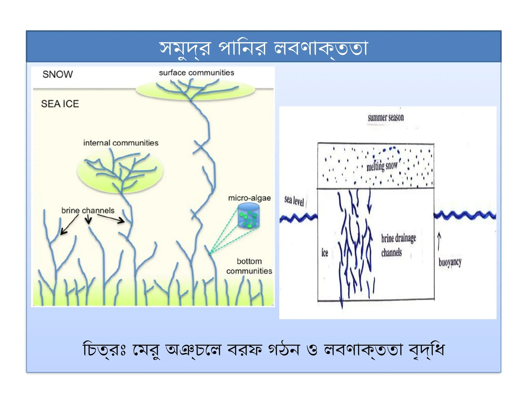 Salinity of different Sea Water around the World.pptx