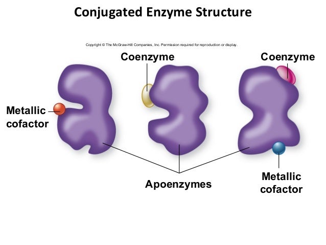 Simple Enzyme Structure