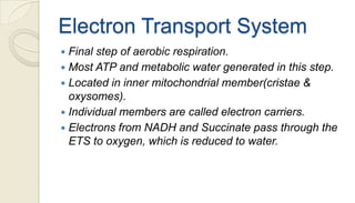 Respiration | PPTX