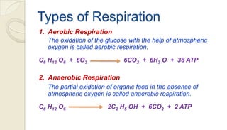 Anaerobic Respiration Definition