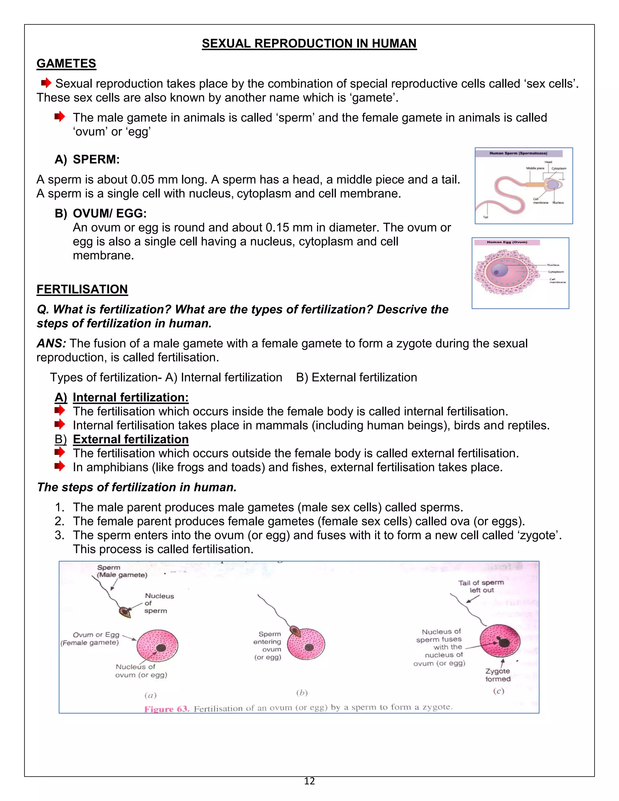 Reproduction- class x biology NCRT | PDF | Infertility | Reproductive ...