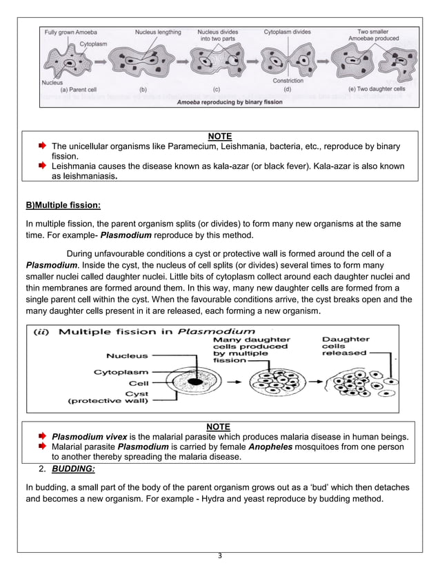 Reproduction- class x biology NCRT | PDF | Infertility | Reproductive ...