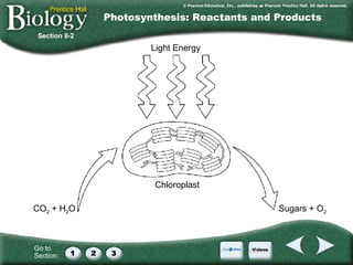 Ch. 8 Photosynthesis | PPT