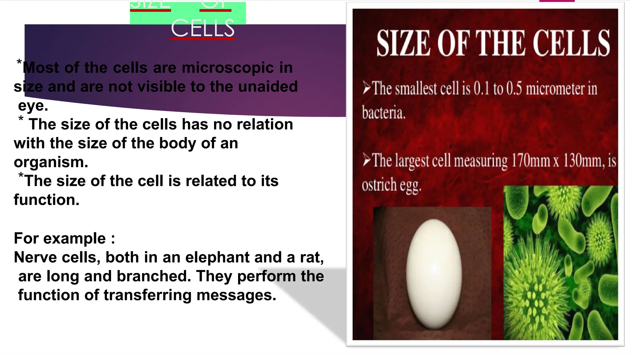 Ch - 8 Cell - Structure and Functions.pptx