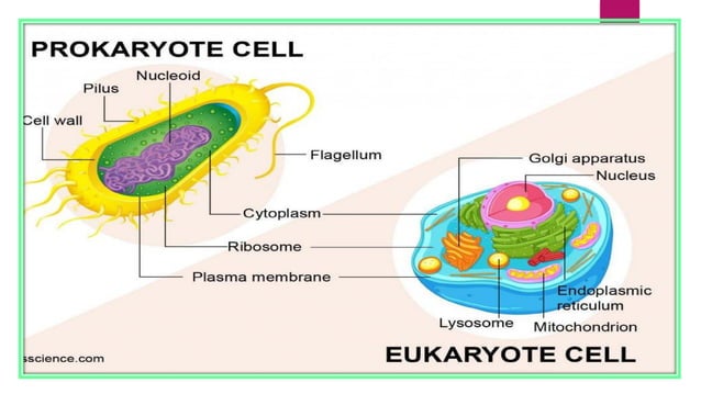 Ch - 8 Cell - Structure and Functions.pptx