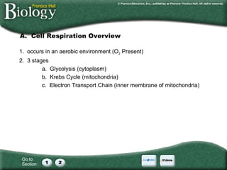 Ch. 9 Cellular Respiration | PPT