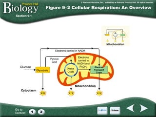 Ch. 9 Cellular Respiration | PPT