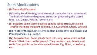 Ch-9_Sc_Plants-Structure-and-functions.pptx
