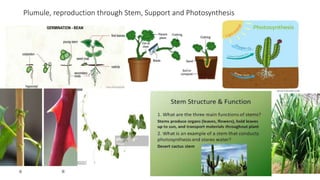 Ch-9_Sc_Plants-Structure-and-functions.pptx