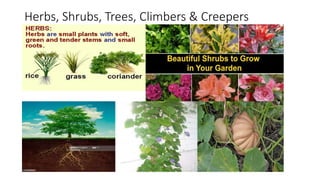 Ch-9_Sc_Plants-Structure-and-functions.pptx