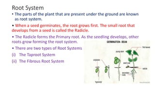 Ch-9_Sc_Plants-Structure-and-functions.pptx