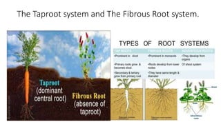 Ch-9_Sc_Plants-Structure-and-functions.pptx