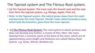 Ch-9_Sc_Plants-Structure-and-functions.pptx