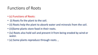 Ch-9_Sc_Plants-Structure-and-functions.pptx