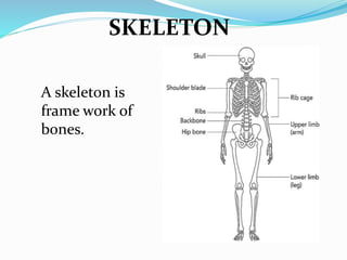 CH-BODY MOVEMENT | PPT