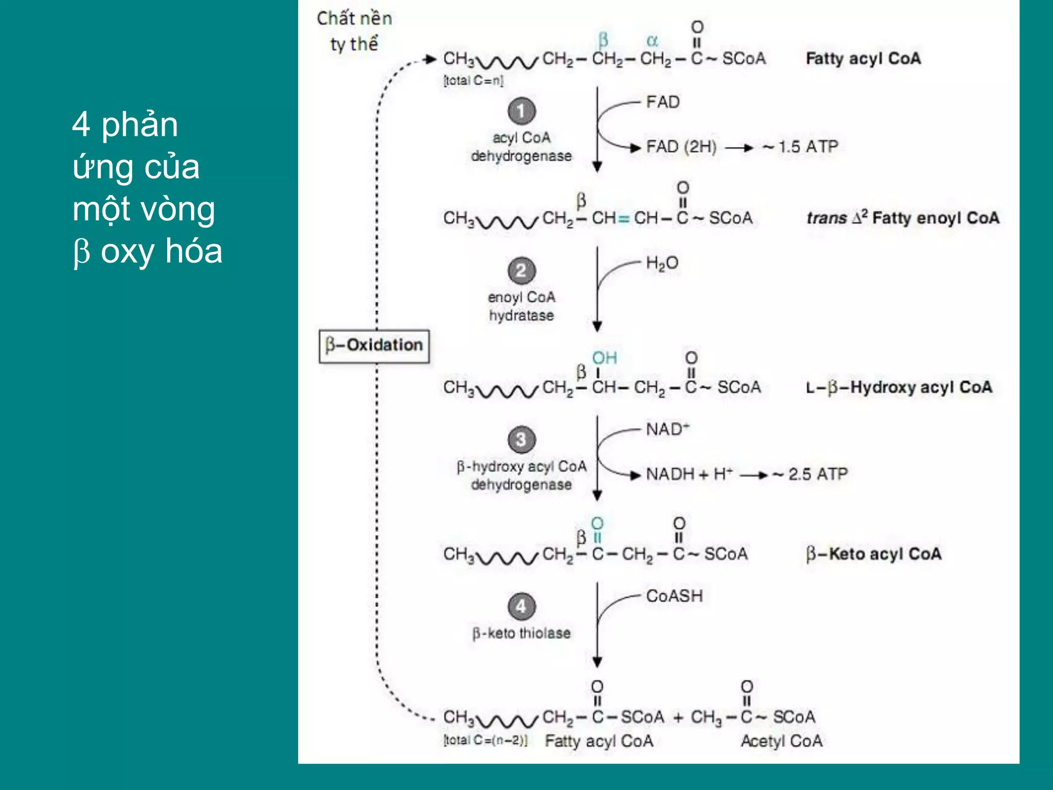 Ch lipid-ct-04092013 tn | PDF