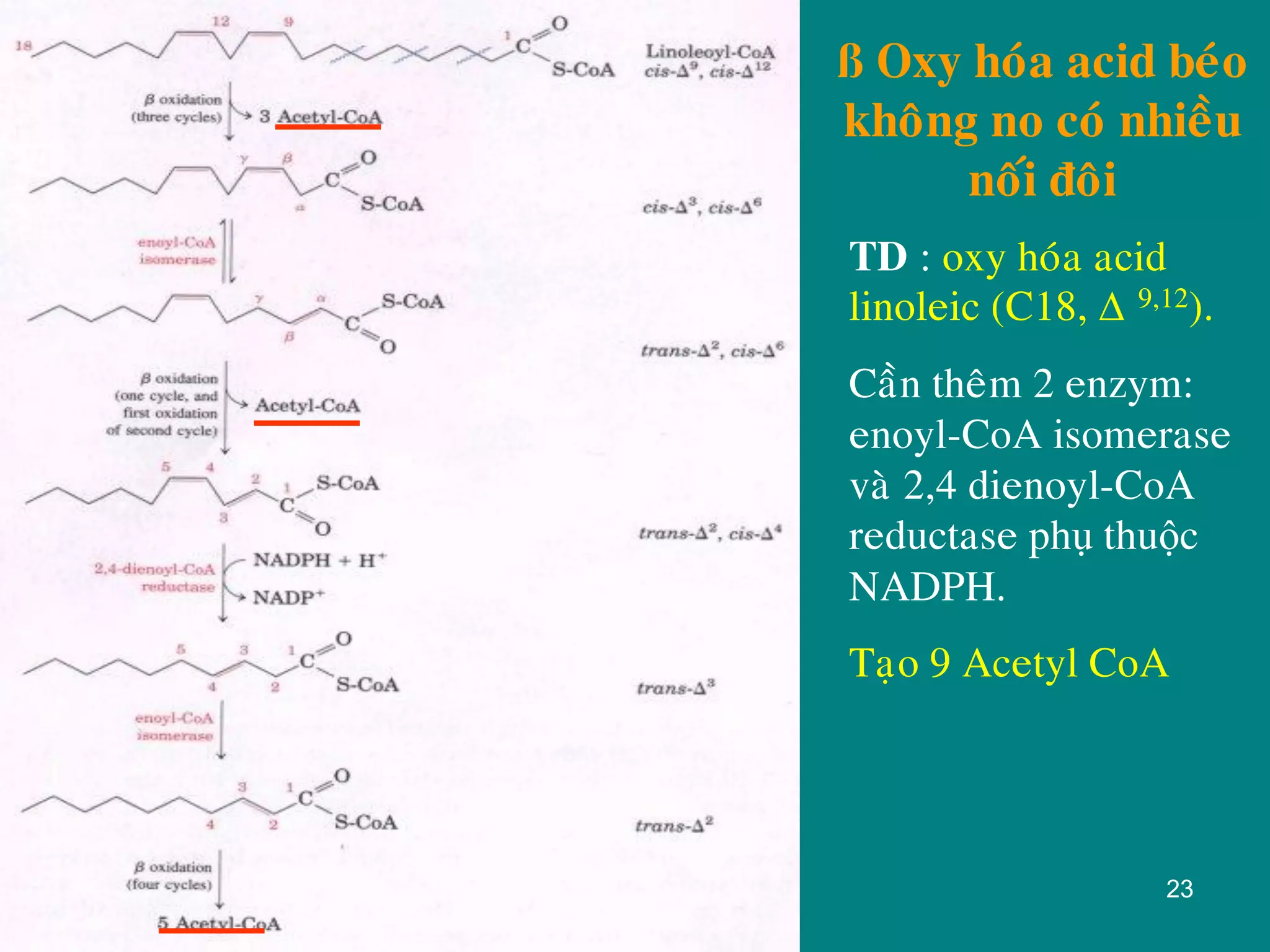 Ch lipid-ct-04092013 tn | PDF