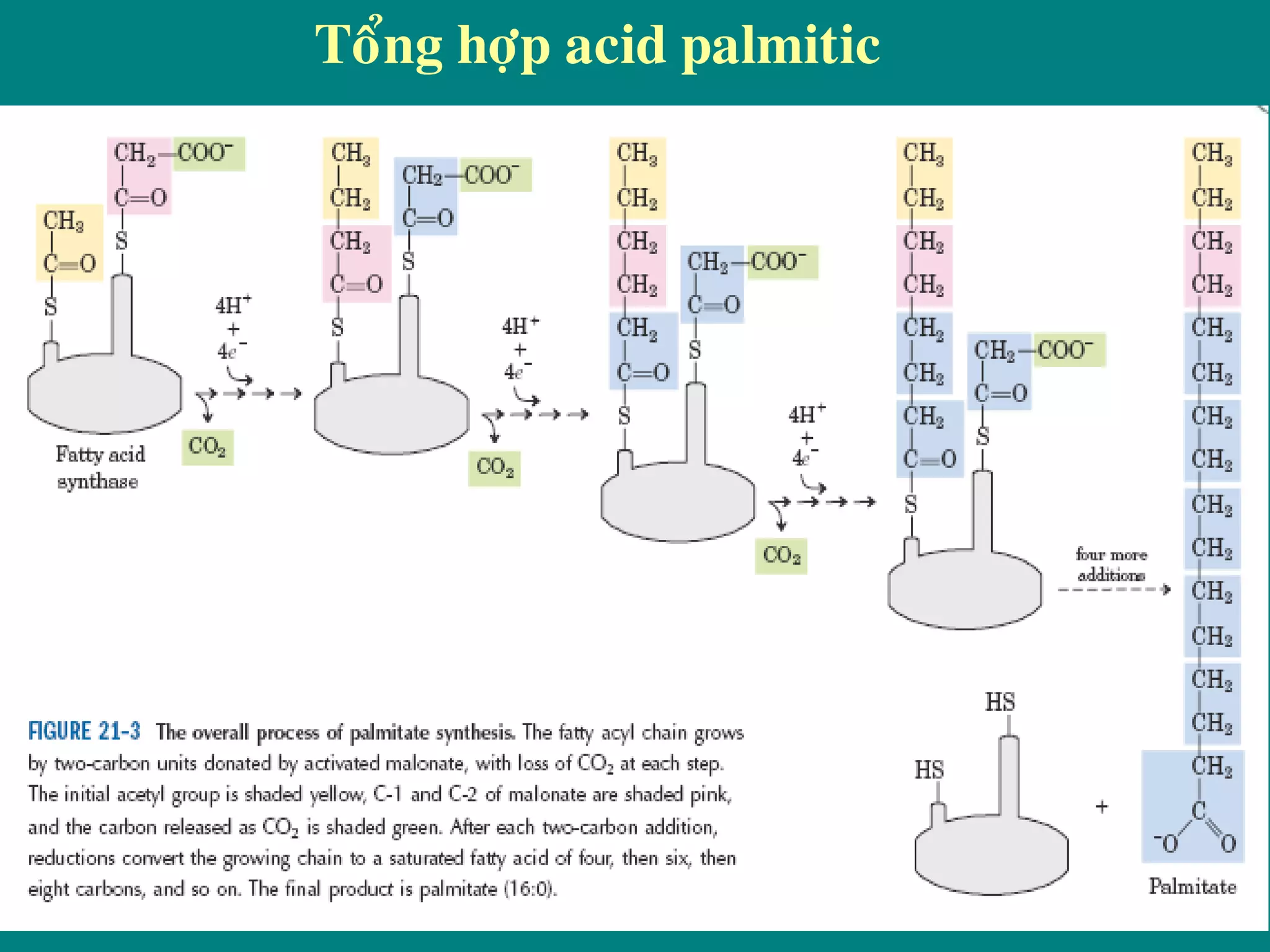 Ch lipid-ct-04092013 tn | PDF