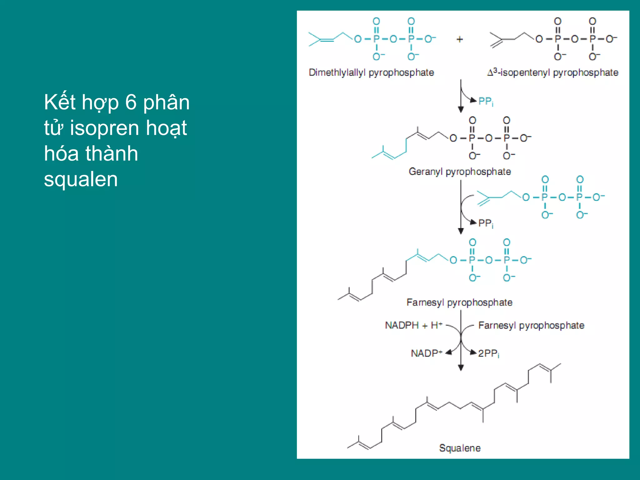 Ch lipid-ct-04092013 tn | PDF