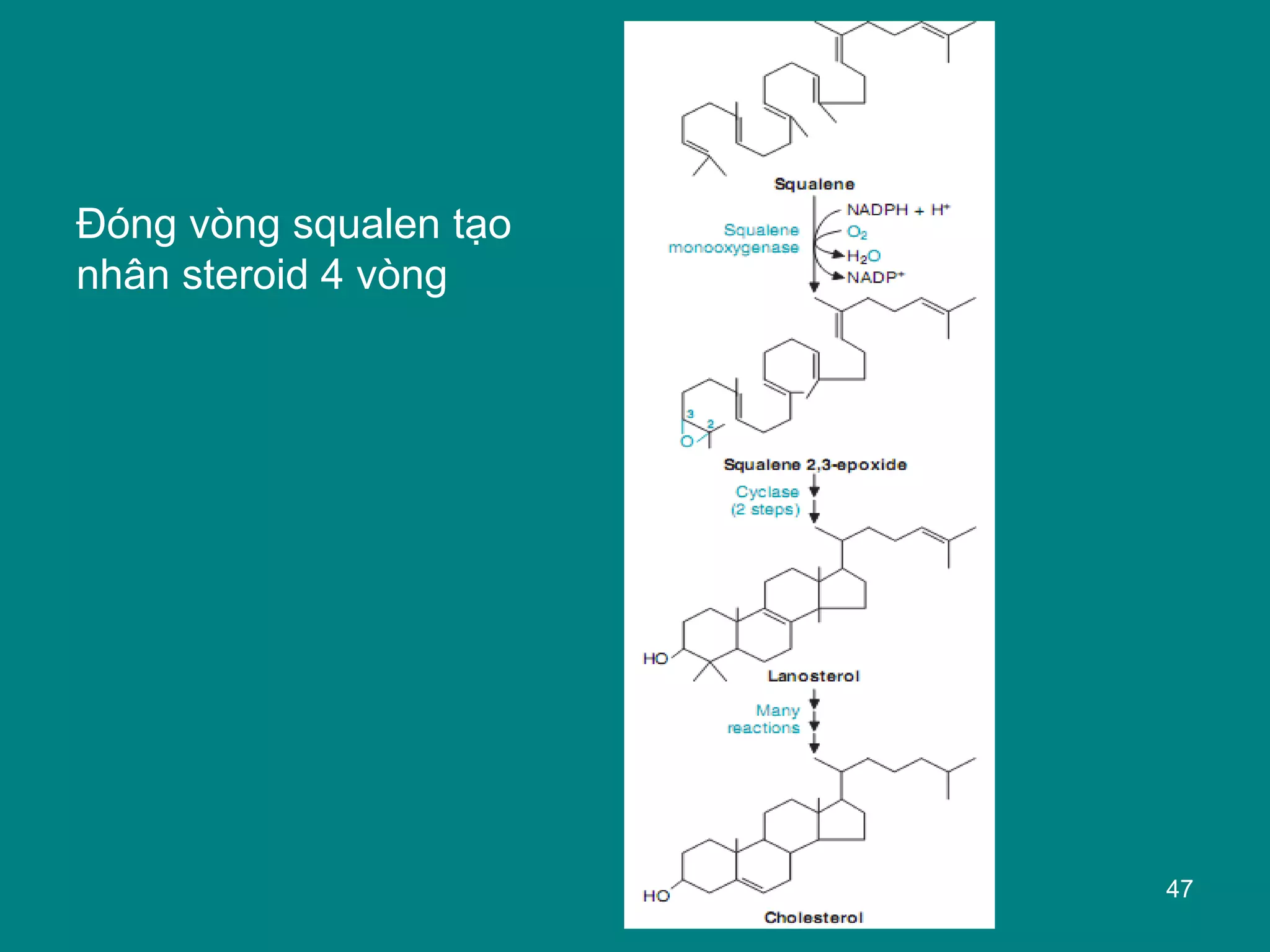 Ch lipid-ct-04092013 tn | PDF