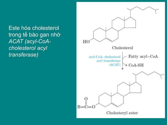 Ch lipid-ct-04092013 tn | PDF