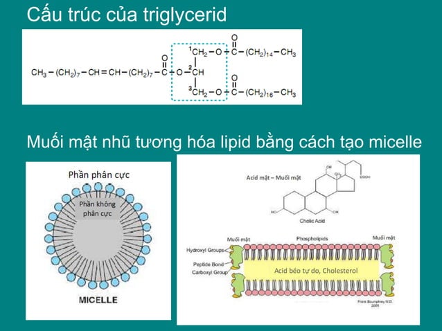 Ch lipid-ct-04092013 tn | PDF