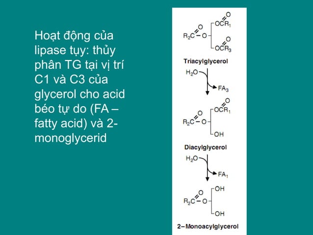 Ch lipid-ct-04092013 tn | PDF